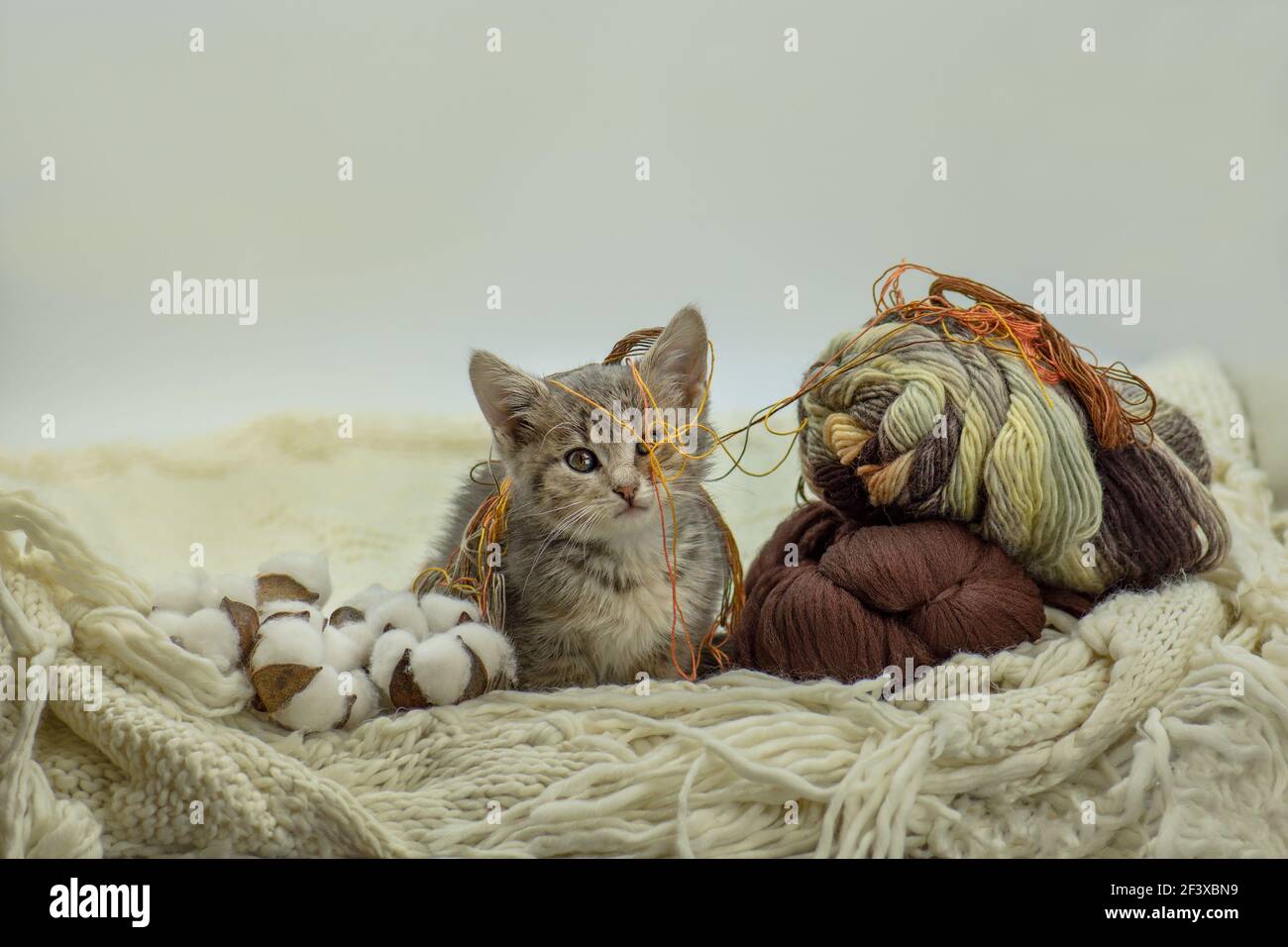 Funny kitten and ball of thread in various colors. Small cute kitten ...