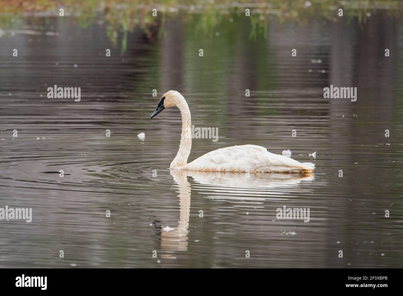 A lone Trumpeter swan photographed during fall migration at Seney ...