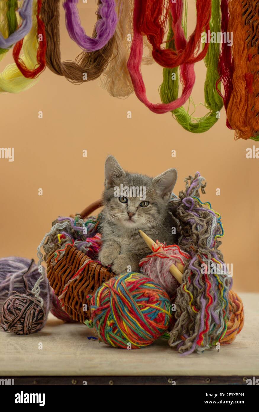 Kitten playing with a wool balls. Playful cute kitten cat chewing ball ...