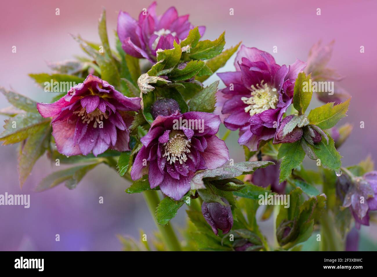 Red purple helleborus plant growing in a garden. Hellebores Double ...