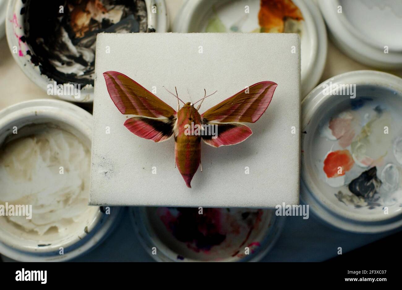 RICHARD LEWINGTON AT WORK IN HIS STUDIO, AN ELEPHANT HAWK MOTH WITH HIS ...
