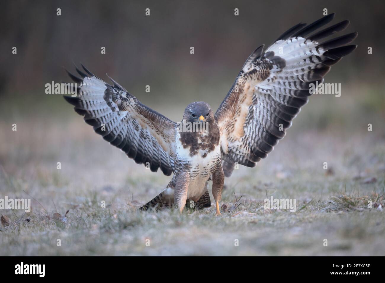 Close up of male common buzzard hi-res stock photography and images - Alamy
