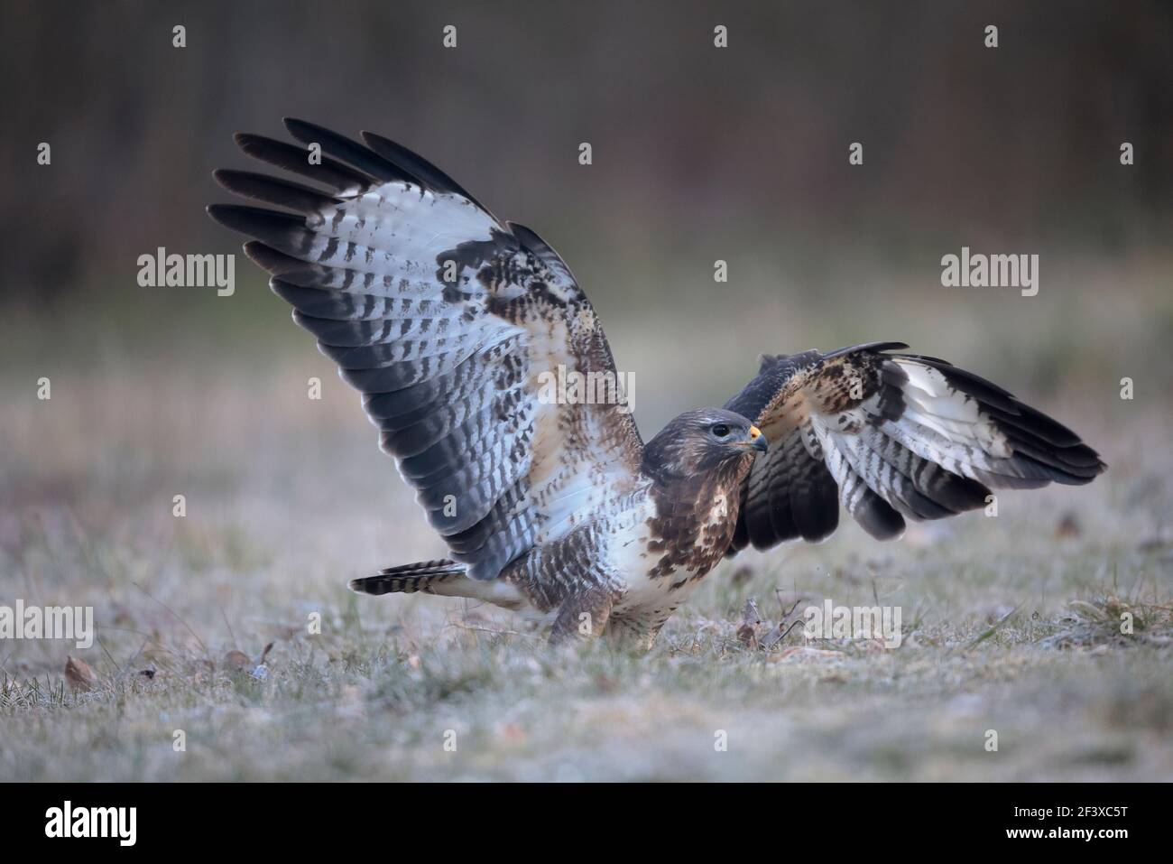 Common Buzzard Buteo buteo in close-up spreading wings on ground Stock ...