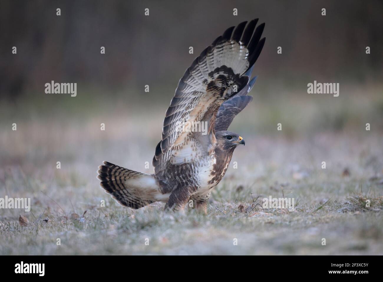 Common Buzzard Buteo buteo in close-up spreading wings on ground Stock ...