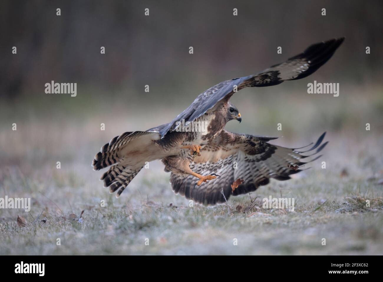 Close up of male common buzzard hi-res stock photography and images - Alamy