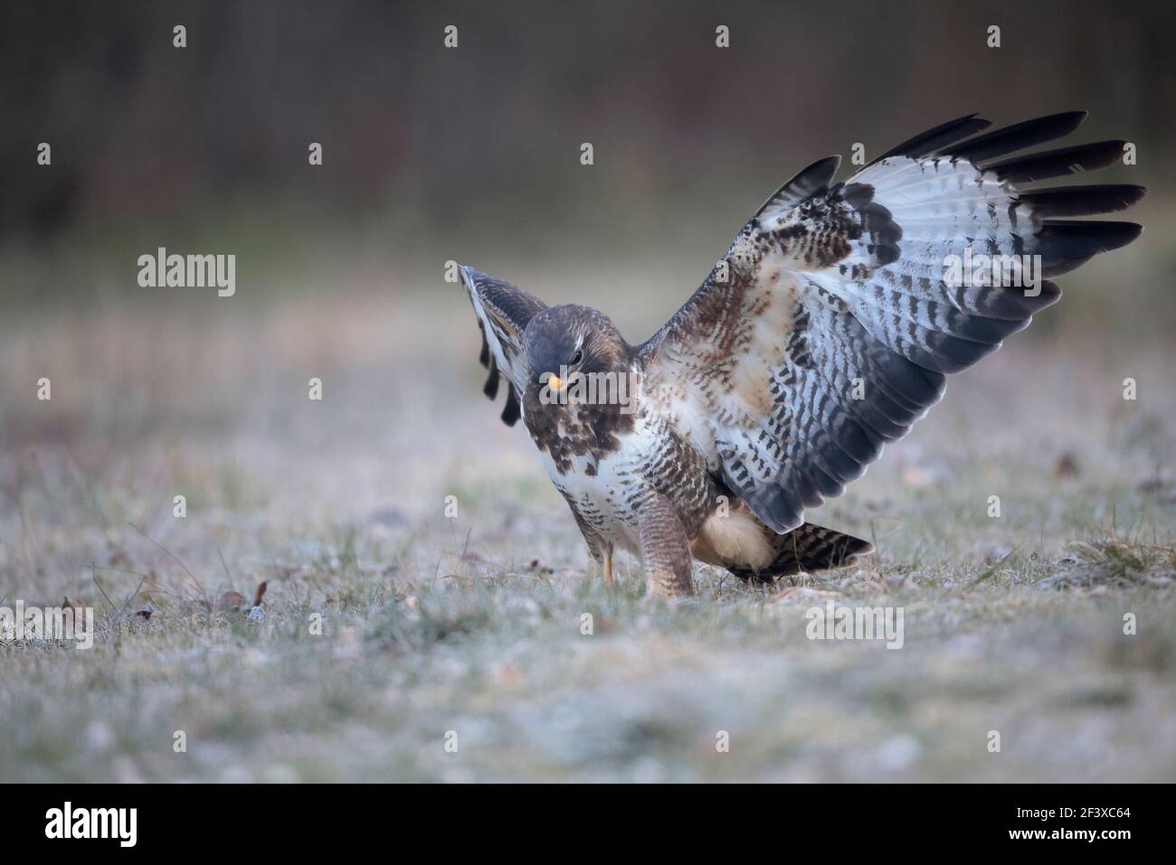 Close up of male common buzzard hi-res stock photography and images - Alamy