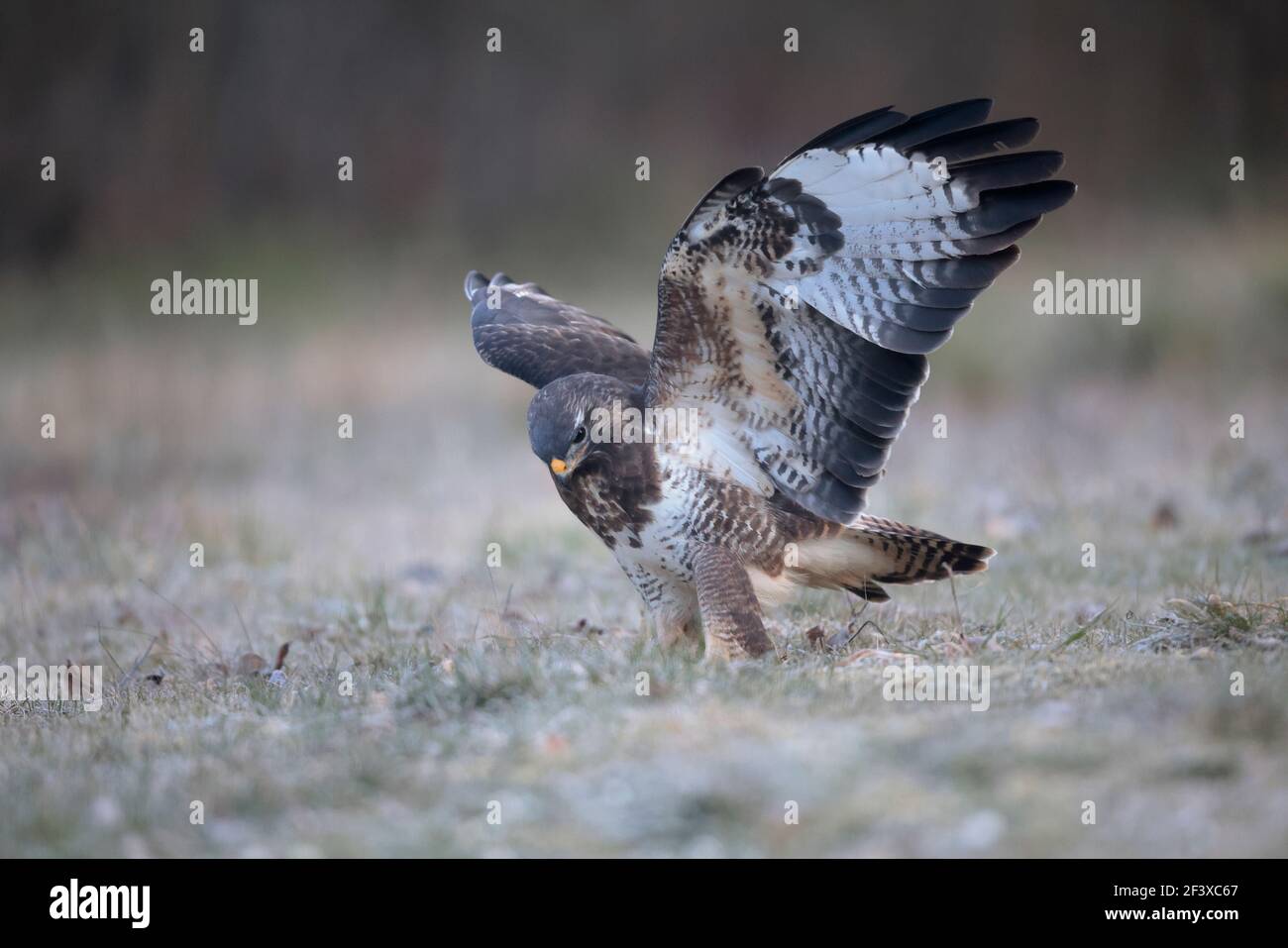 Common Buzzard Buteo buteo in close-up spreading wings on ground Stock ...