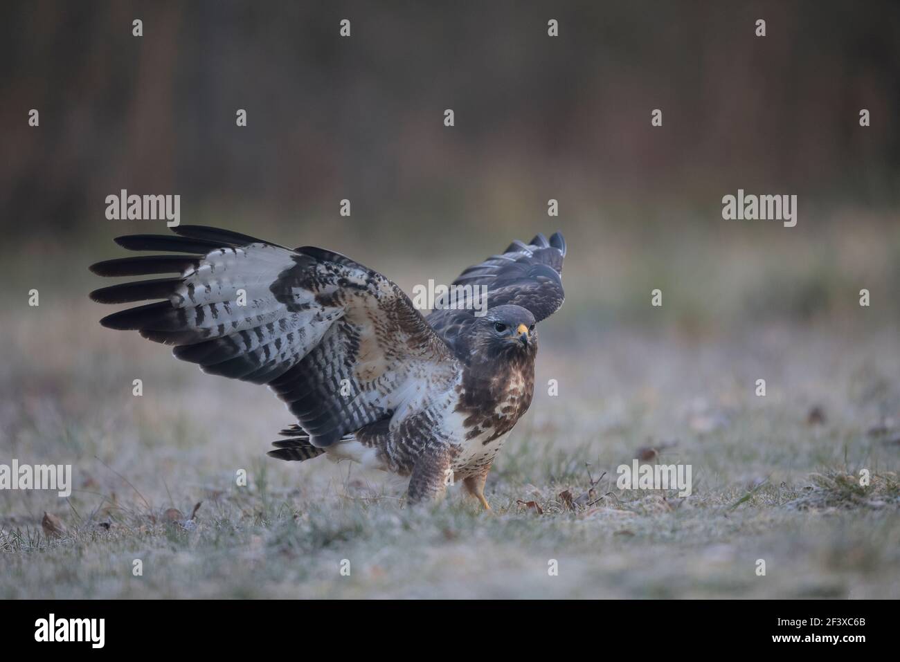 Common Buzzard Buteo buteo in close-up spreading wings on ground Stock ...