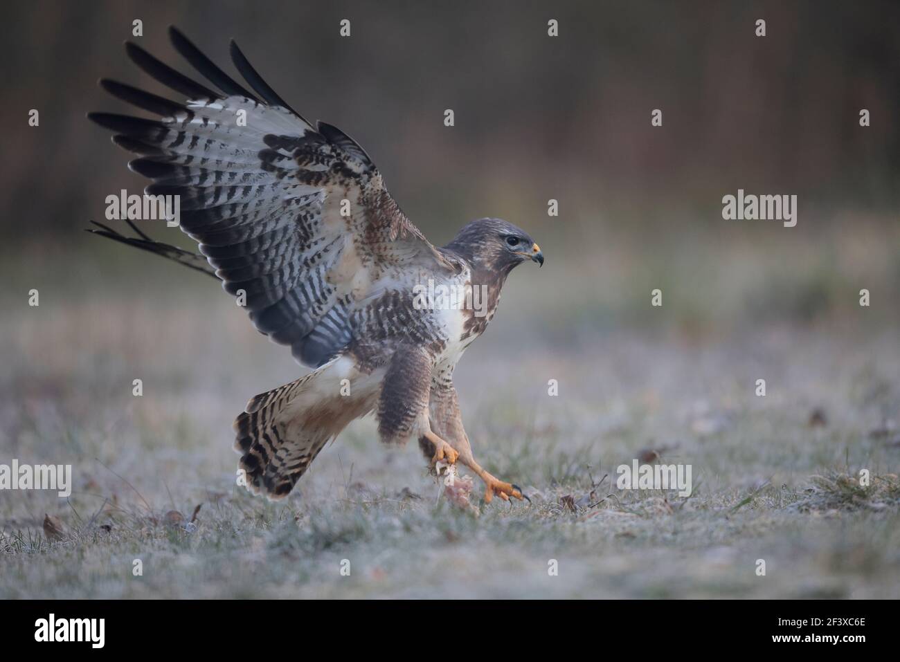 Common Buzzard Buteo buteo in close-up spreading wings on ground Stock ...