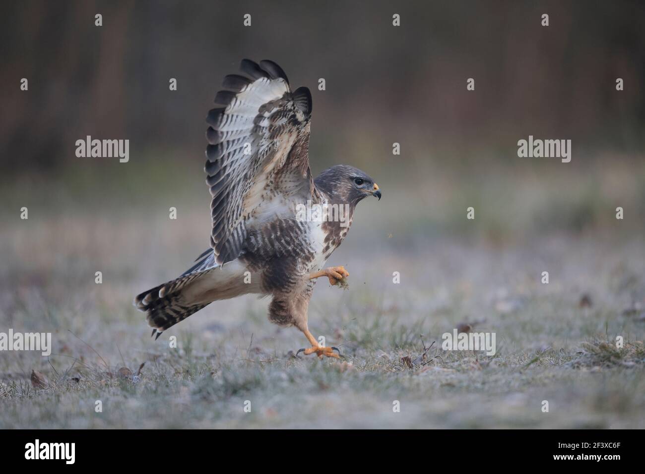 Close up of male common buzzard hi-res stock photography and images - Alamy