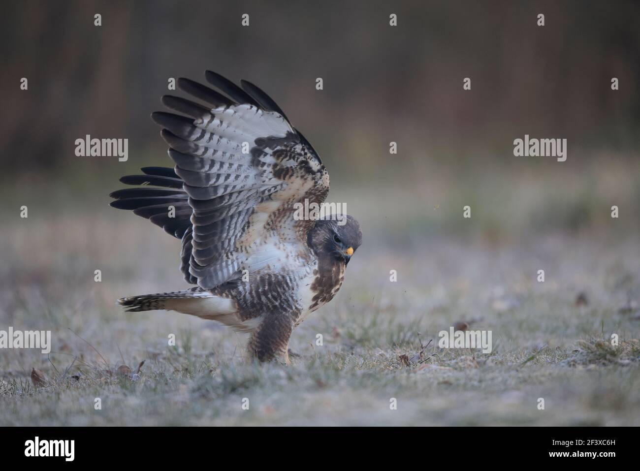 Common buzzard wings open hi-res stock photography and images - Alamy