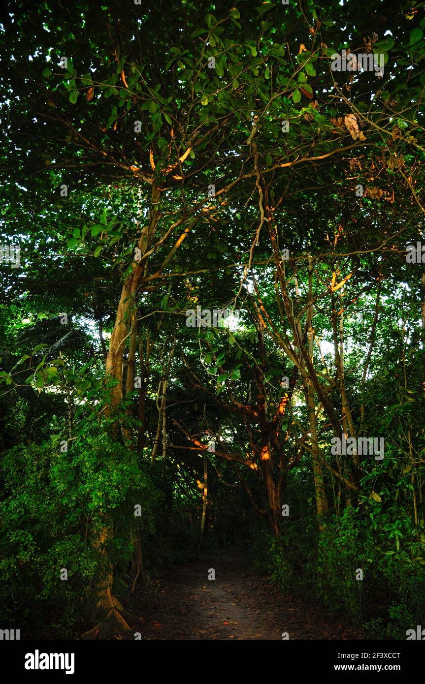 A vertical shot of tropical trees and plants in the jungle Stock Photo ...