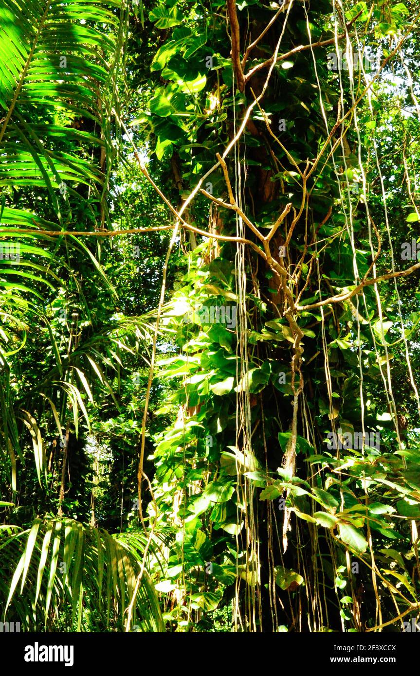 A vertical shot of tropical trees and plants in the jungle Stock Photo ...
