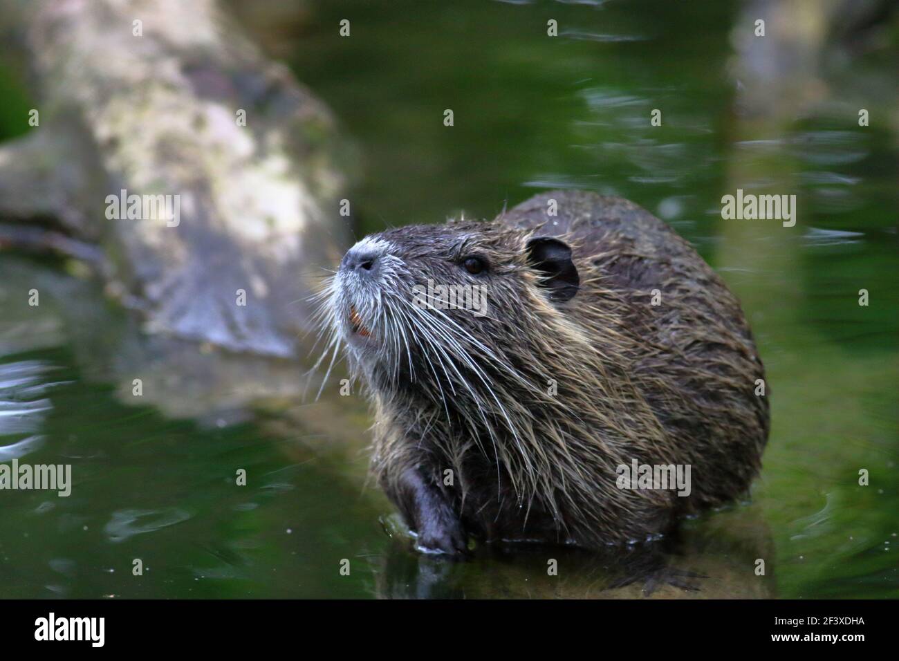 Nutria Coypu in close-up Myocastor coypus Stock Photo - Alamy