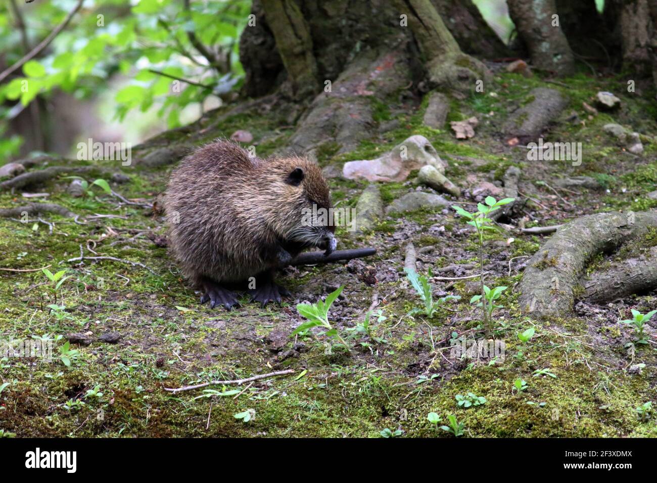 Nutria Coypu in close-up Myocastor coypus Stock Photo - Alamy