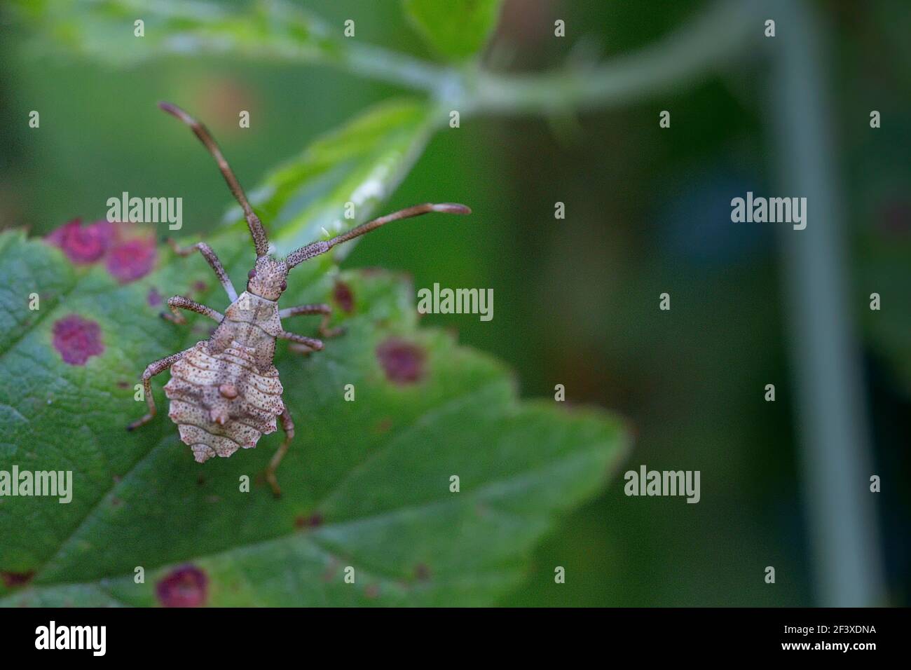 Larva of Hemiptera sitting on a leaf Stock Photo - Alamy