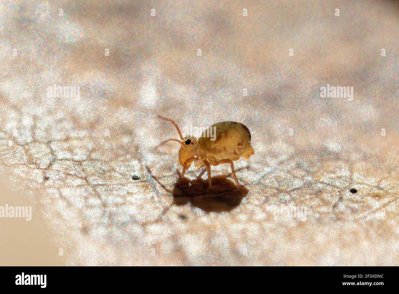 Springtail on leaf litter hi-res stock photography and images - Alamy