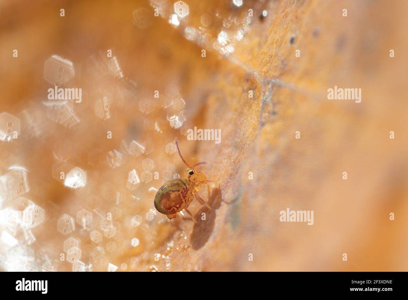 Springtail on leaf litter hi-res stock photography and images - Alamy