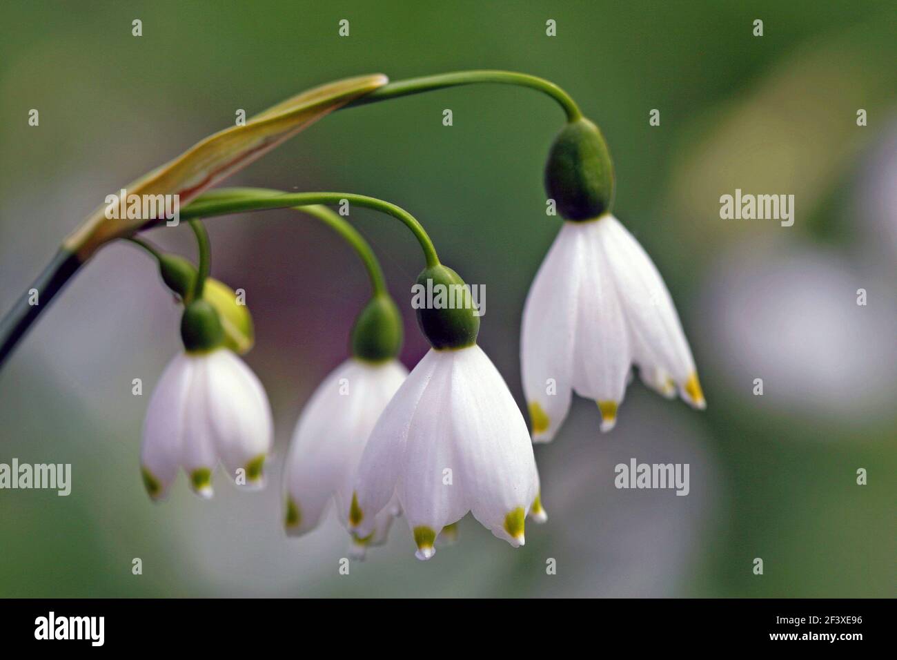 A single bell-shaped snowdrop flower hangs from an arched stem ...
