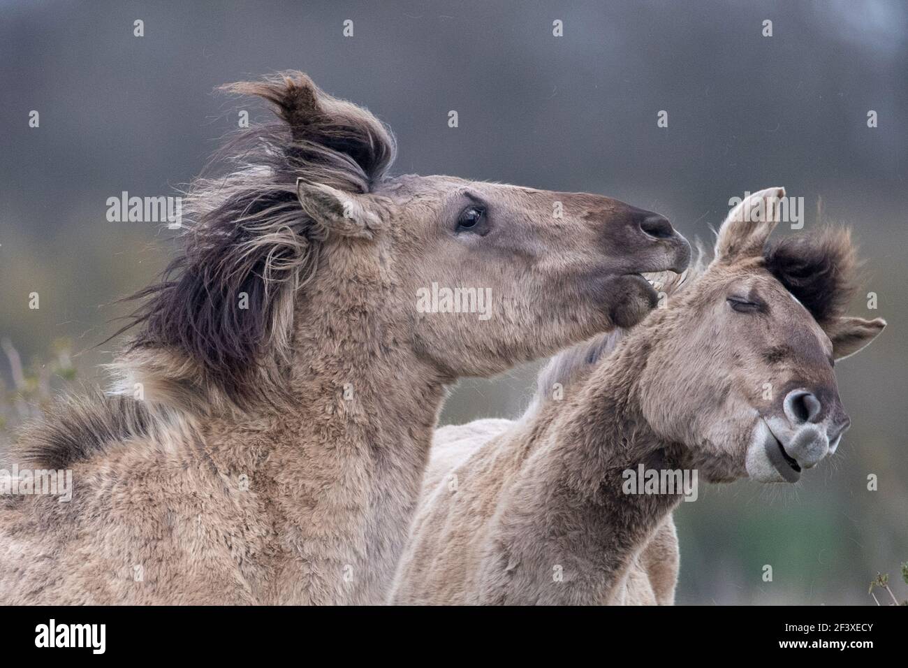 Konik ponies fight for dominance during the foaling season at the ...