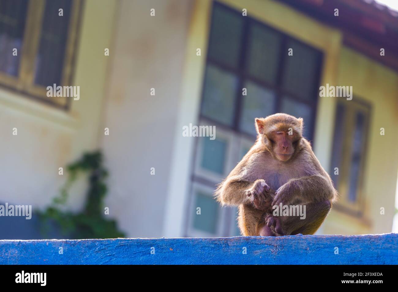 Monkey sleep on the blue and white fence Stock Photo - Alamy