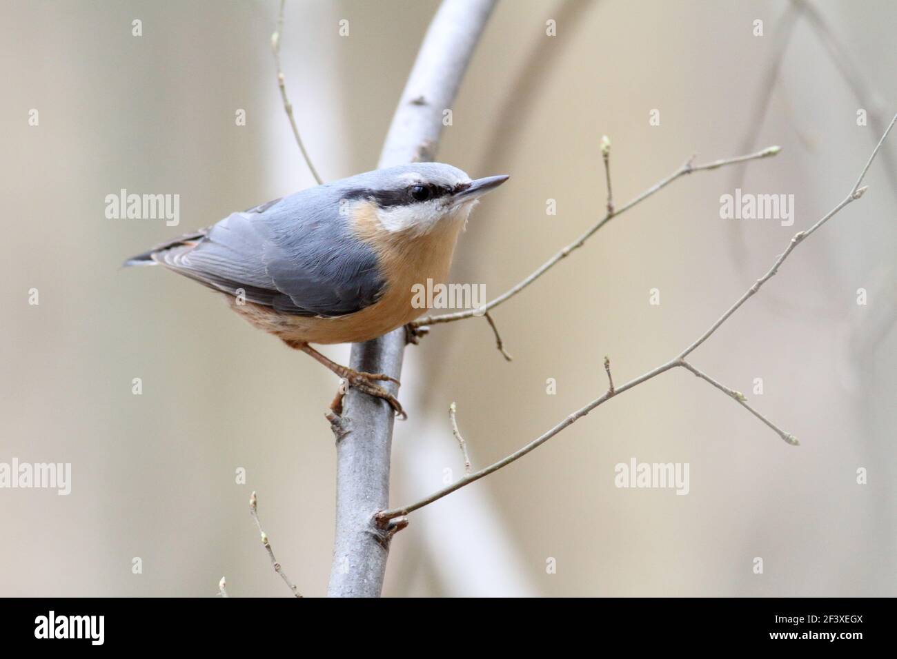 Blue nuthatch on feeder hi-res stock photography and images - Alamy