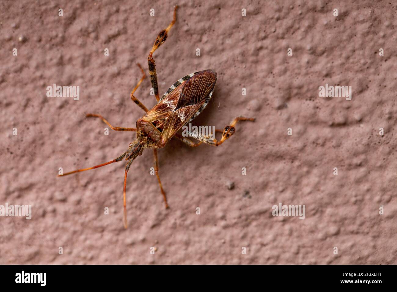 American pine bug Leptoglossa occidentalis climbing on a brown wall ...