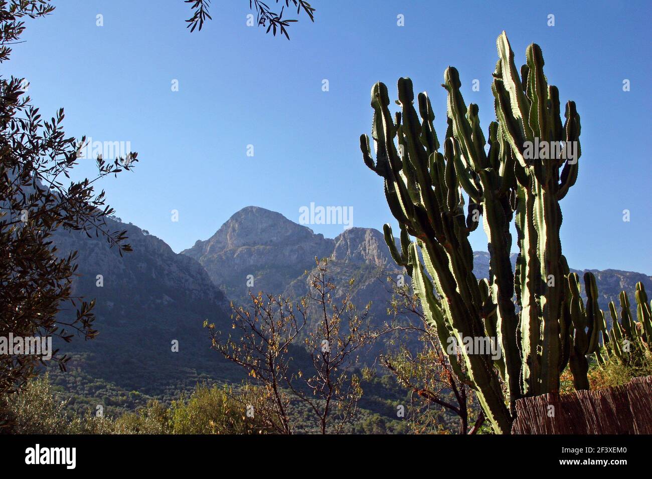 Tall cactus hi-res stock photography and images - Alamy