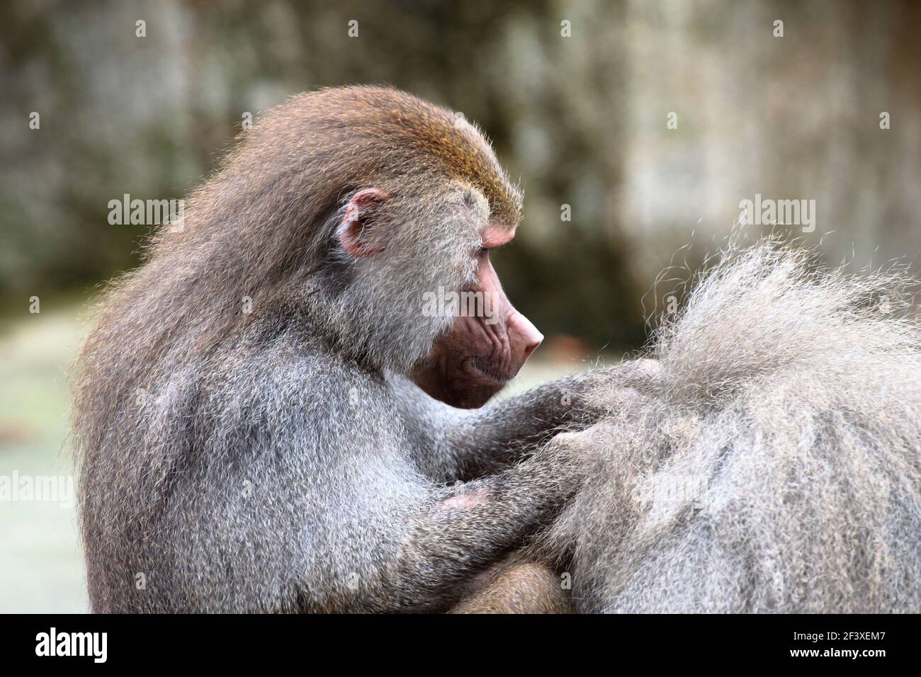 Hamadryas Baboon Papio hamadryas the sacred Ape of Egypt Stock Photo ...