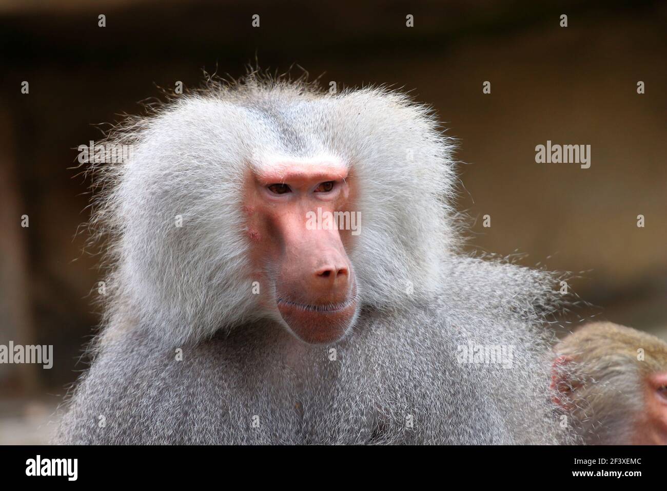 Hamadryas Baboon Papio hamadryas the sacred Ape of Egypt Stock Photo ...