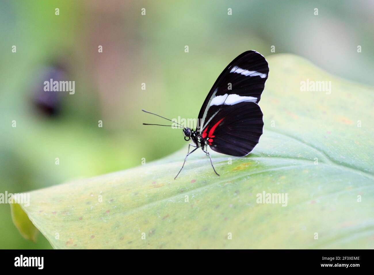 Tropical butterflies in a tree house Stock Photo - Alamy