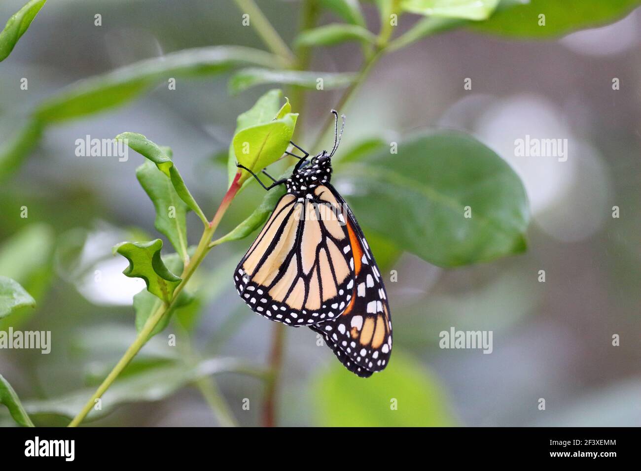 Tropical butterflies in a tree house Stock Photo - Alamy