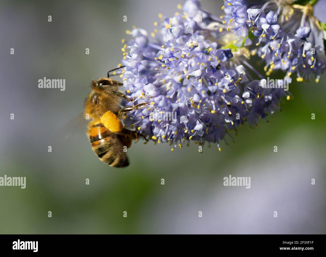Pollinator honeybee with big orange yellow pollen at the leg, feeding ...