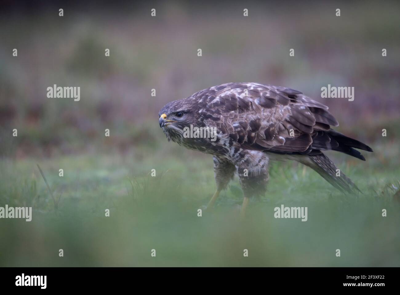 Close up of male common buzzard hi-res stock photography and images - Alamy