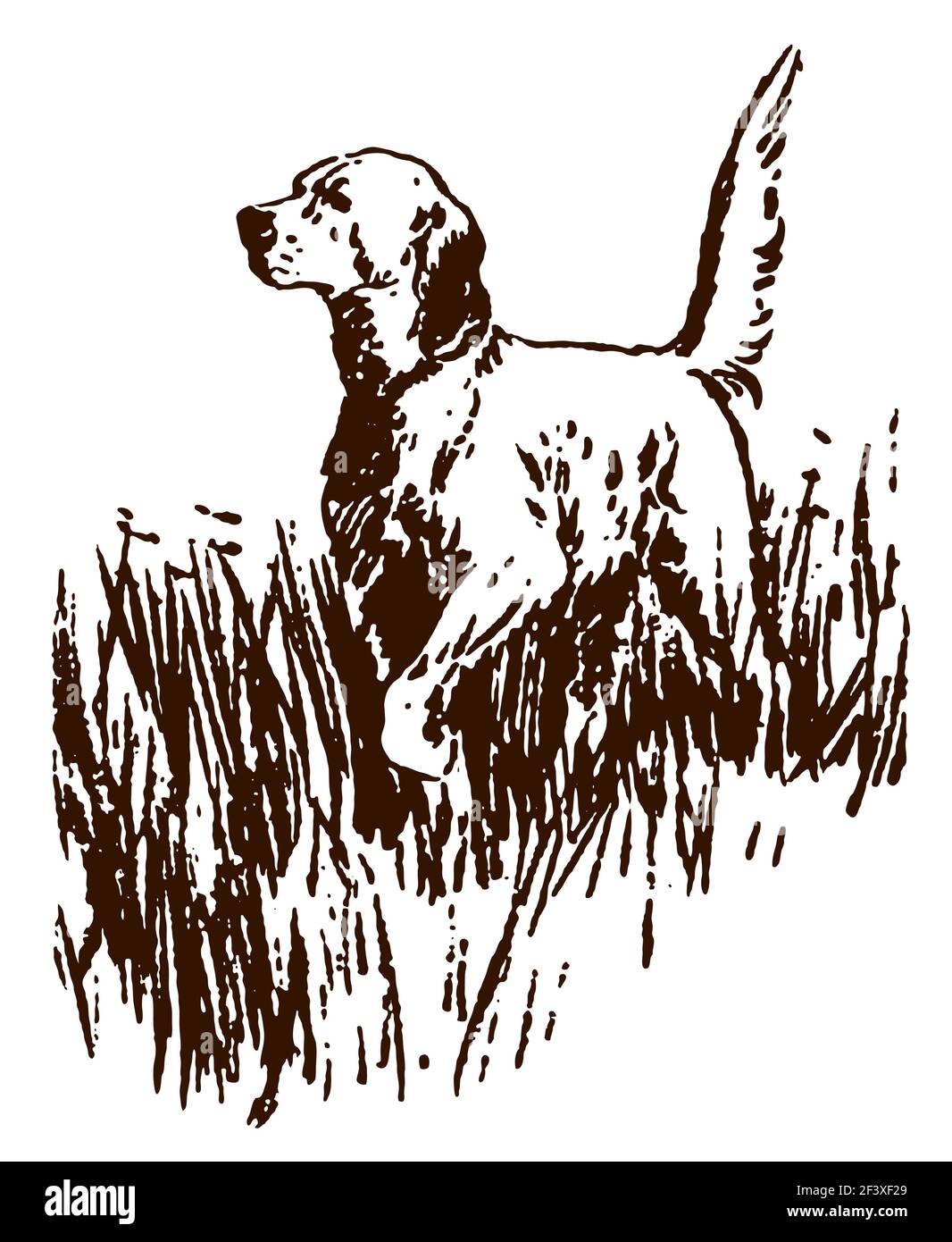 Golden Retrievers Hunting