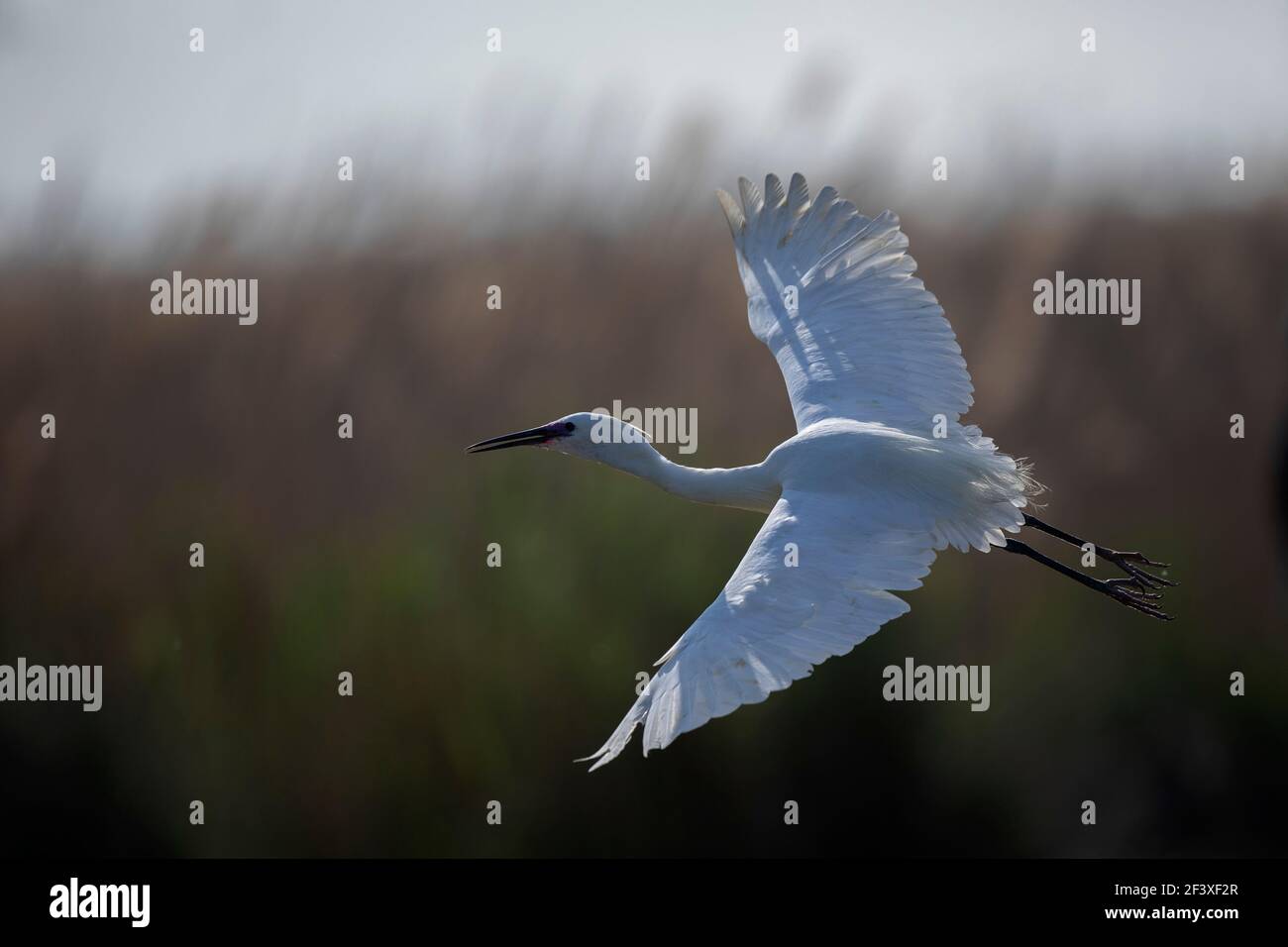 Little egret camargue hi-res stock photography and images - Alamy