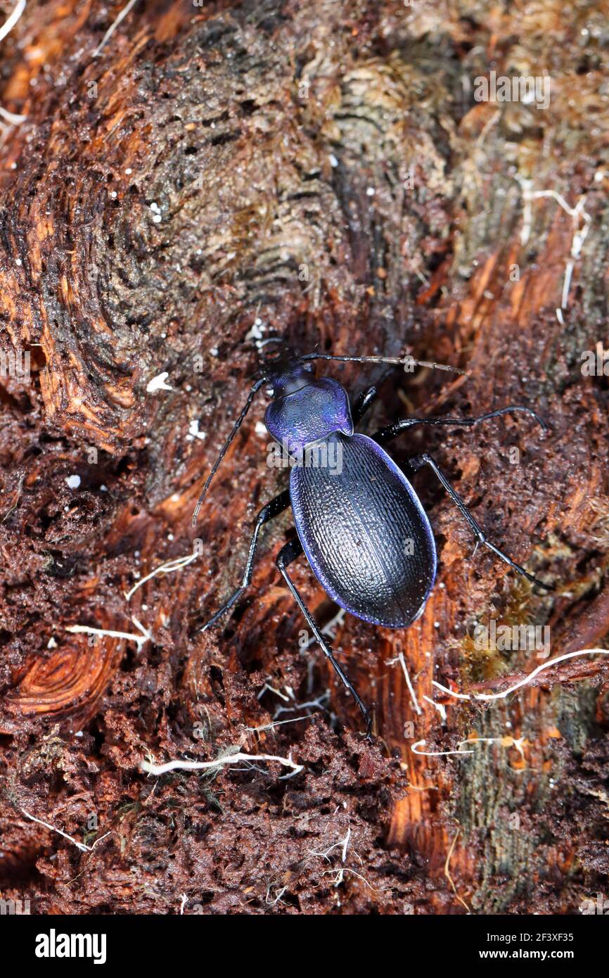 Eucarabus hi-res stock photography and images - Alamy