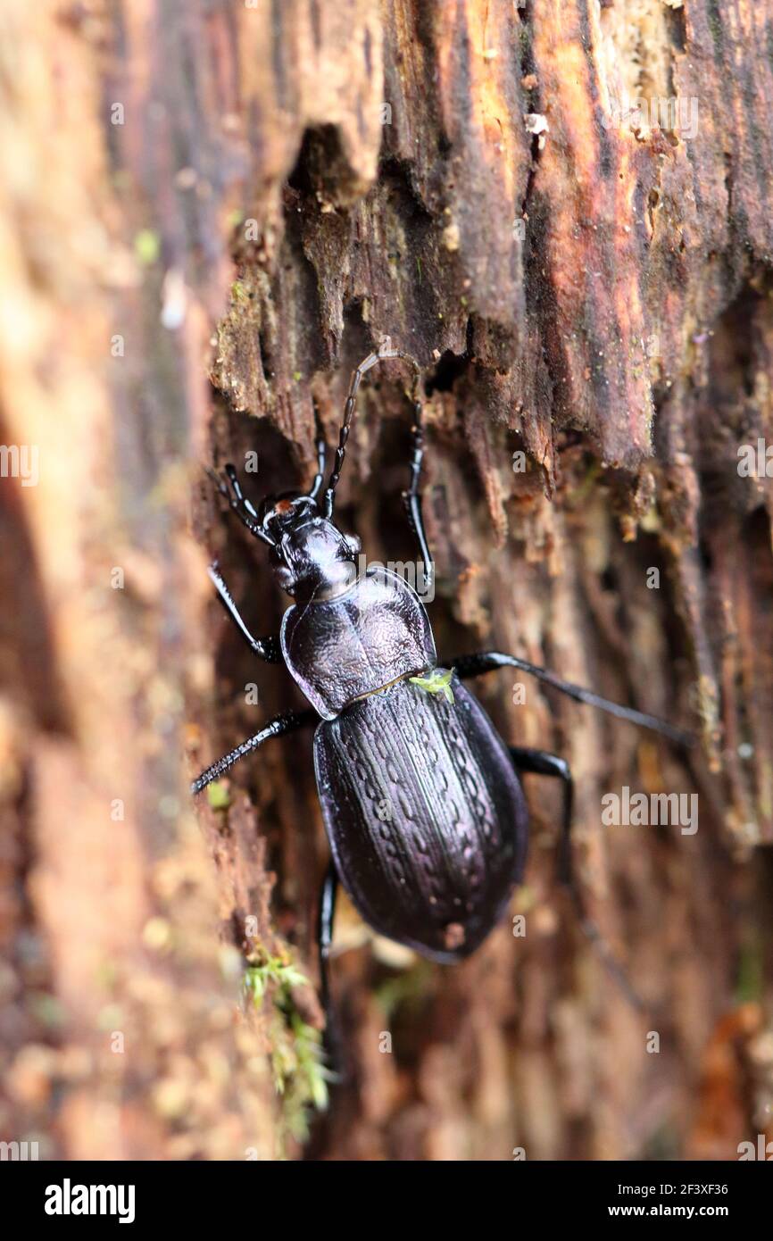 Ground beetle Genus Carabus emerging from winter-diapause Stock Photo ...