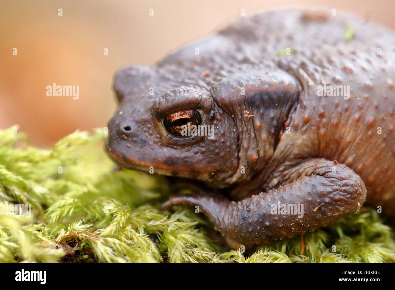 Common Toad Bufo Bufo Tadpole High Resolution Stock Photography and ...