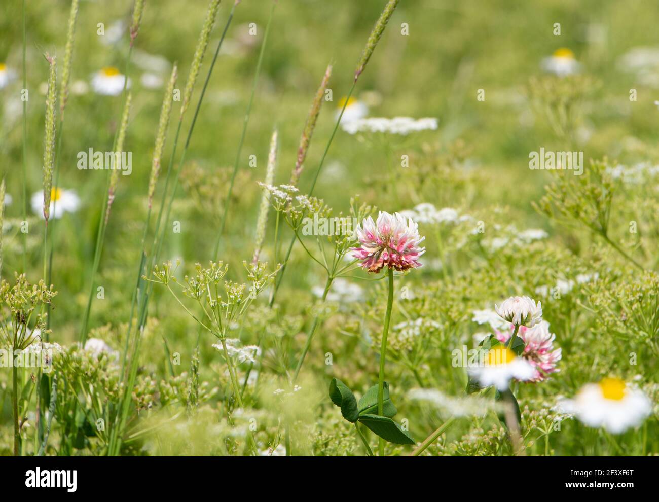 Soil biodiversity agriculture hi-res stock photography and images - Alamy