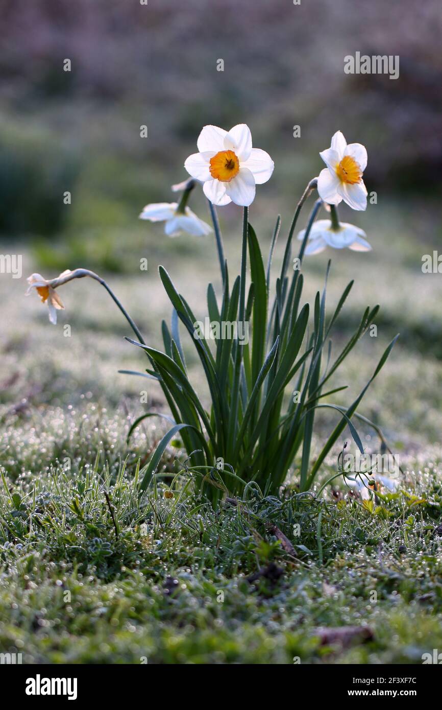 Narcissus greek mythology hi-res stock photography and images - Alamy