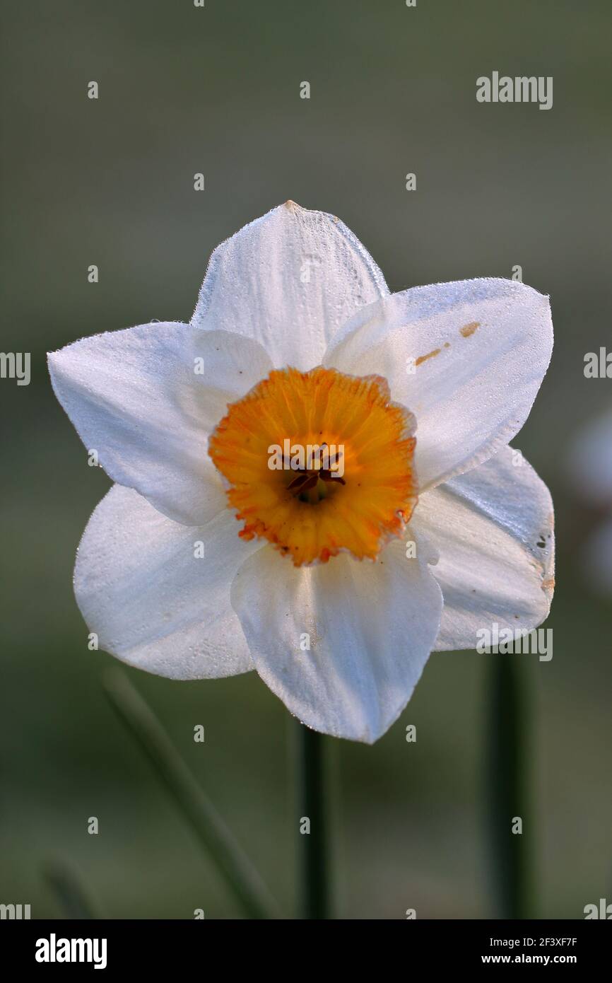 Greek narcissus hi-res stock photography and images - Alamy