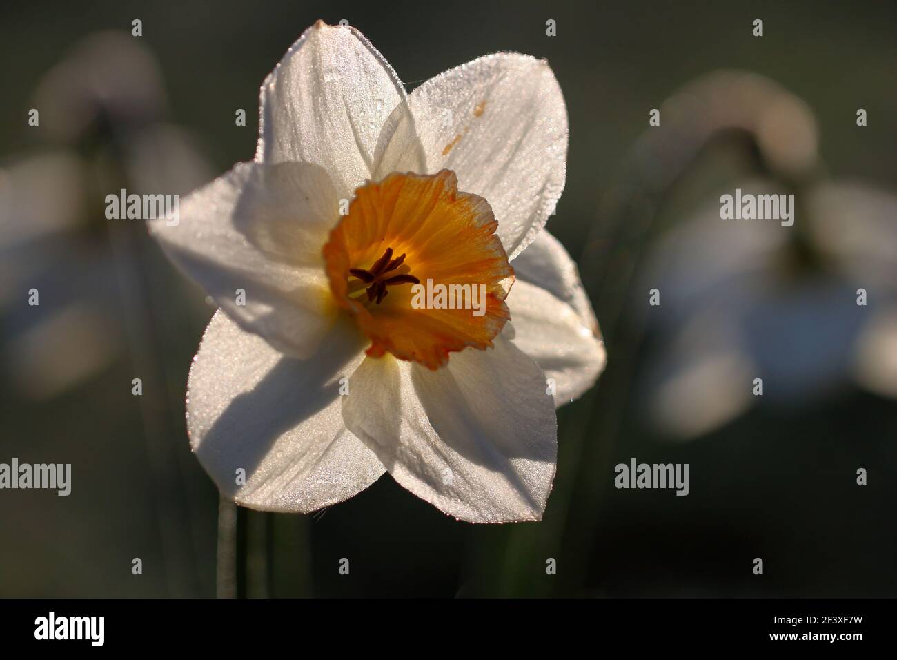Greek narcissus hi-res stock photography and images - Alamy