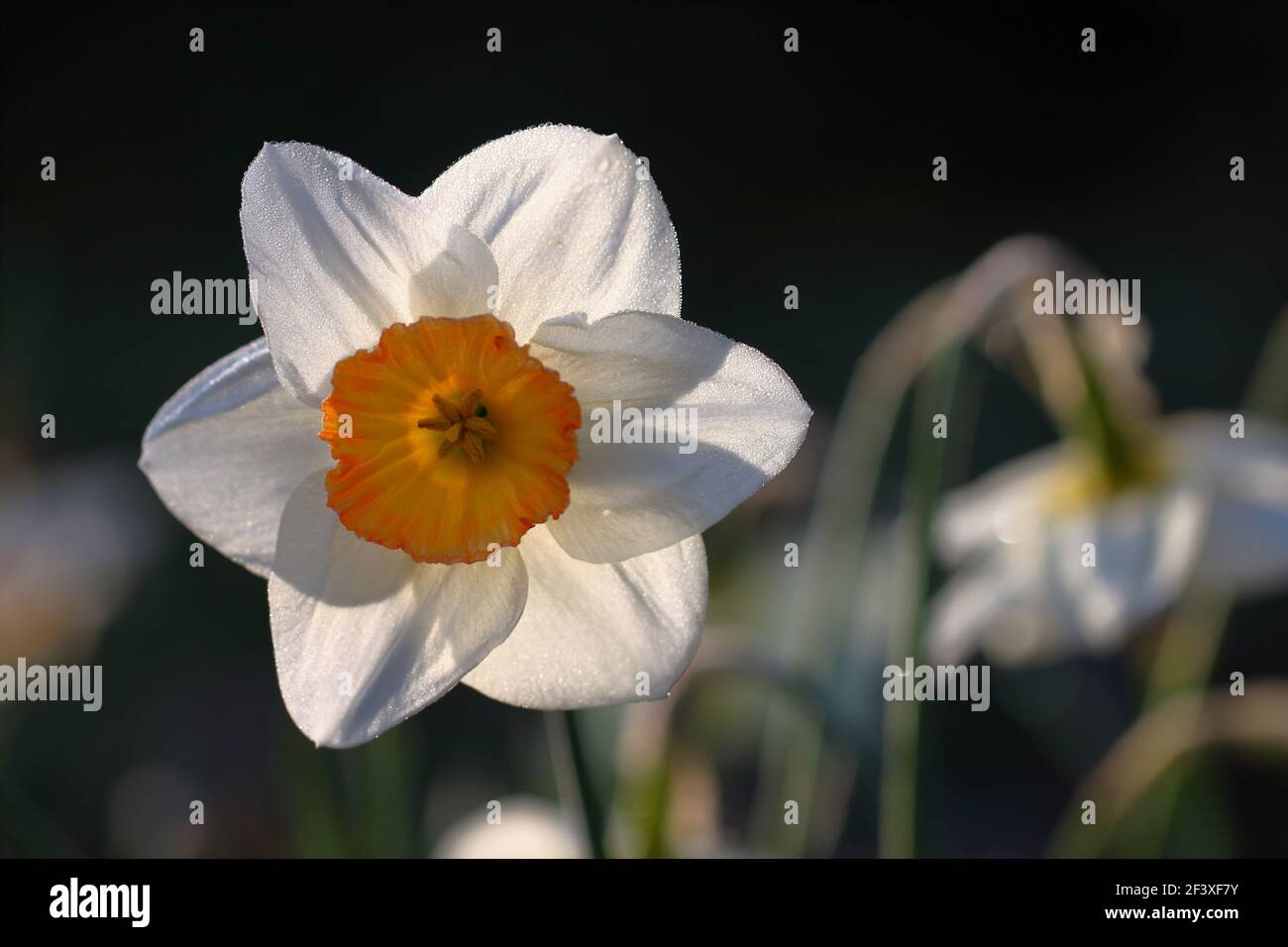 Greek narcissus hi-res stock photography and images - Alamy