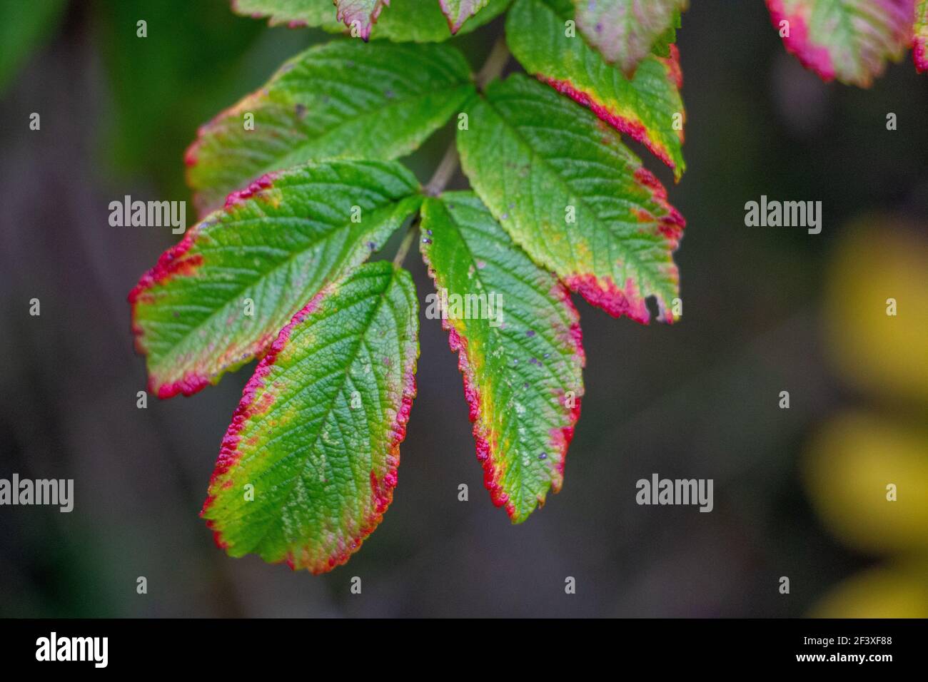 Closeup of autumn leaves of Beach Rose (Rosa rugosa) in the dunes.Warm ...