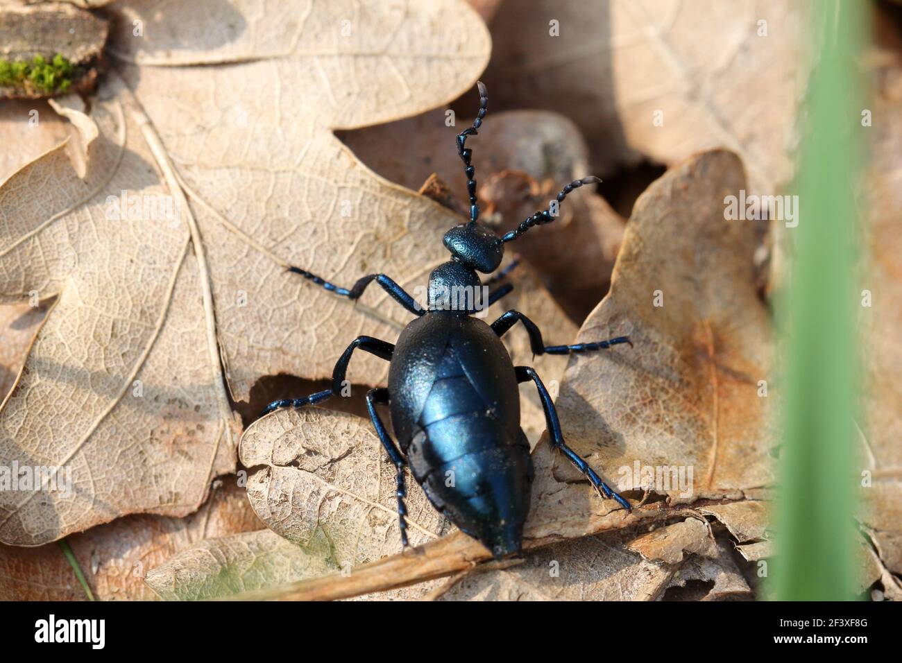 Violet Oil beetle Meloe violaceus on ground Stock Photo - Alamy