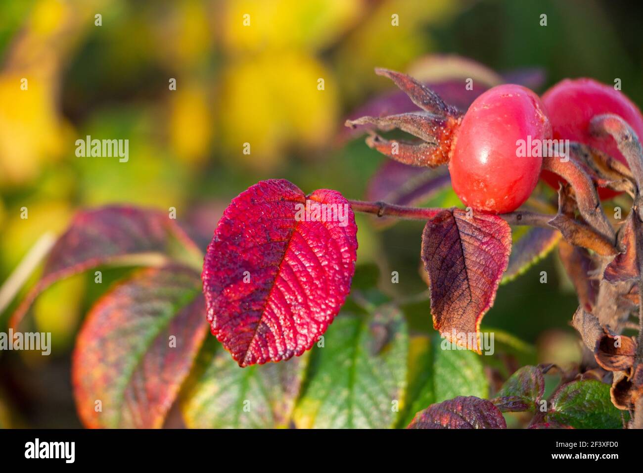 Rose hips of Beach Rose (Rosa rugosa) in the Dutch Dunes, red and shiny ...
