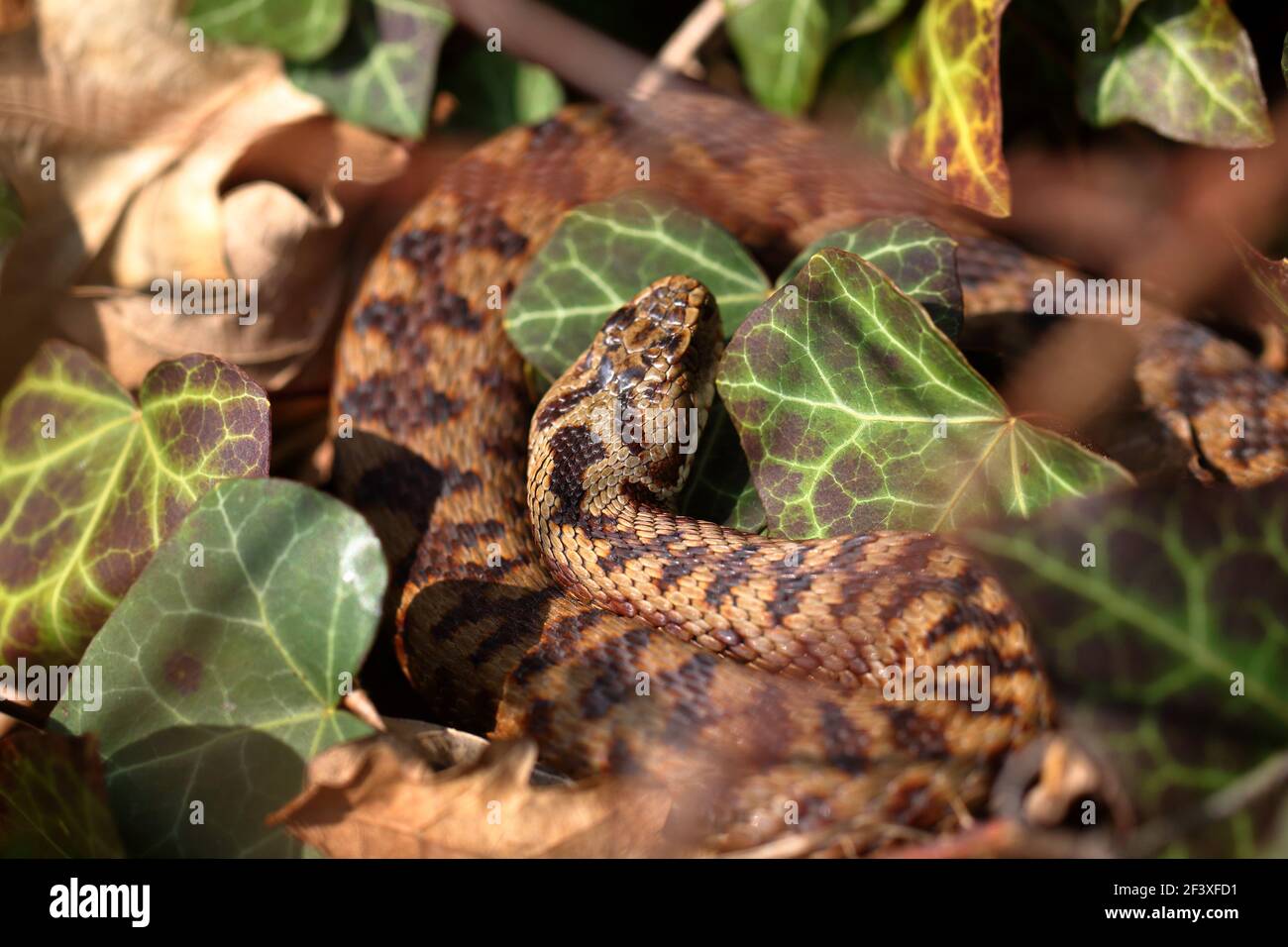 Vipera berus Common european Adder in close-up Stock Photo - Alamy