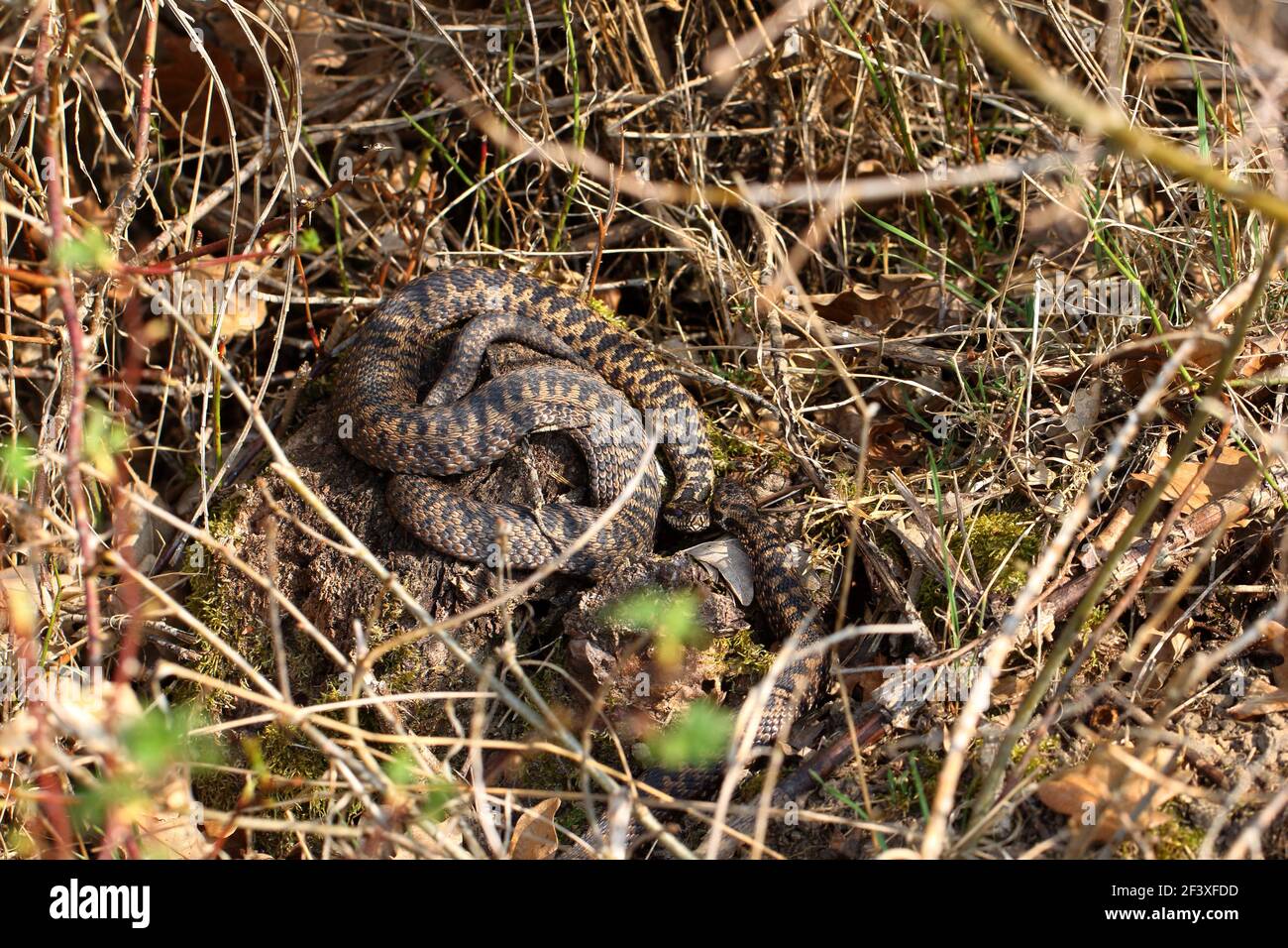 Vipera berus Common european Adder in close-up Stock Photo - Alamy