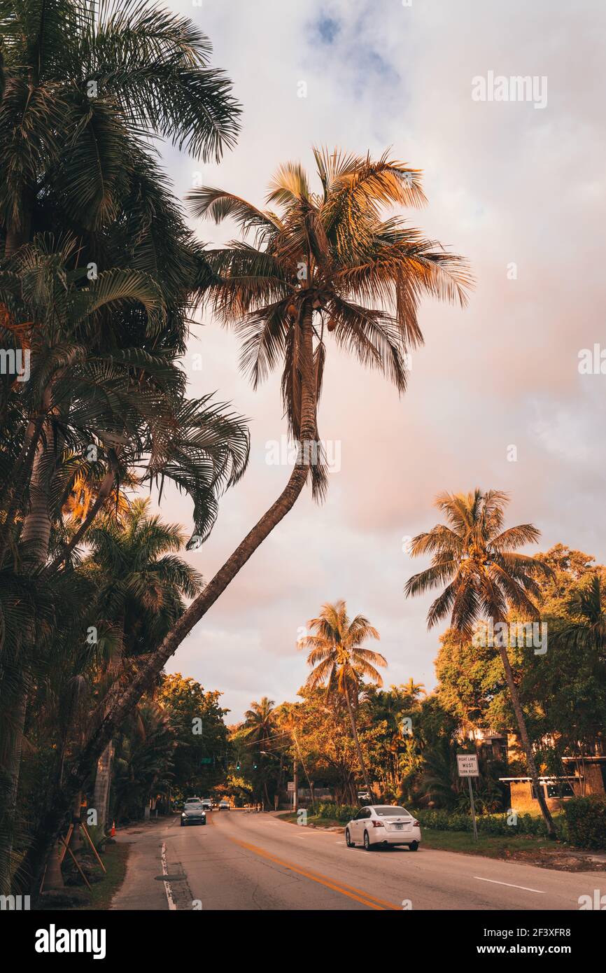 A beautiful view of cars driving on the asphalt road surrounded by palm ...